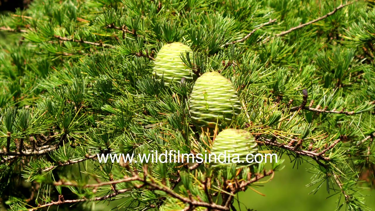 Cedar Tree Cones