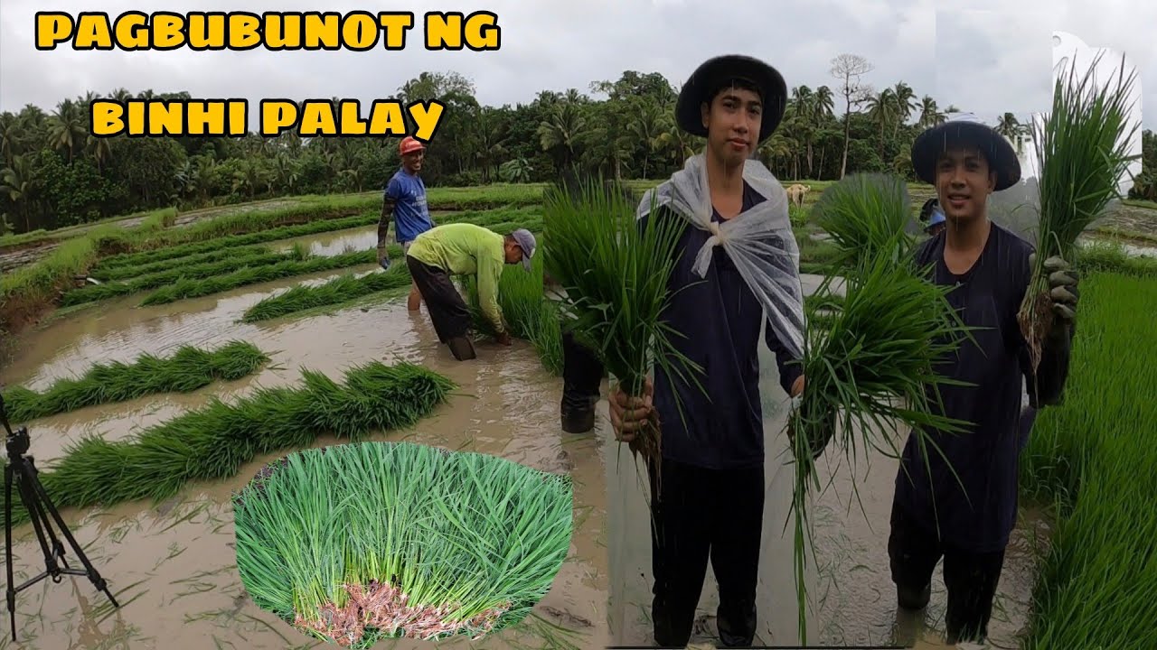 Simula na ang pagtatanim ng palay ni tatay ating tinulungan pagbubunot ...