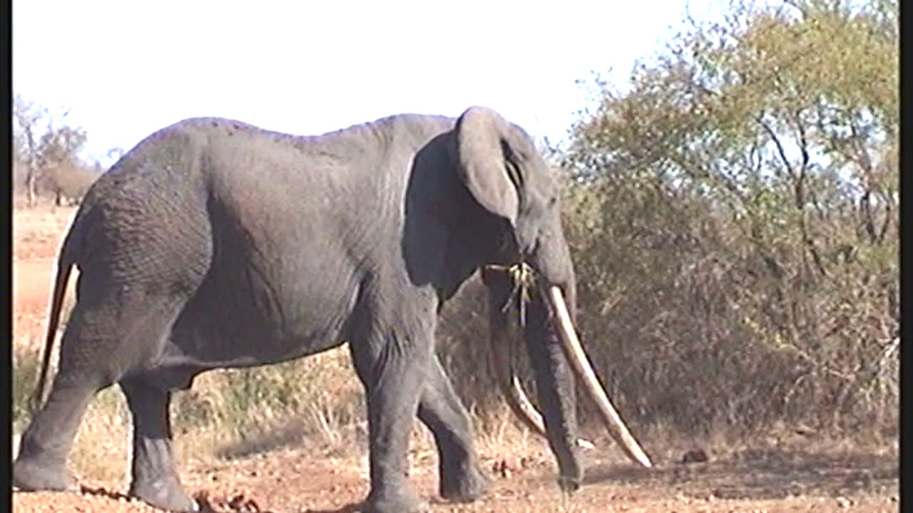 DUKE King of the Kruger Tuskers - YouTube