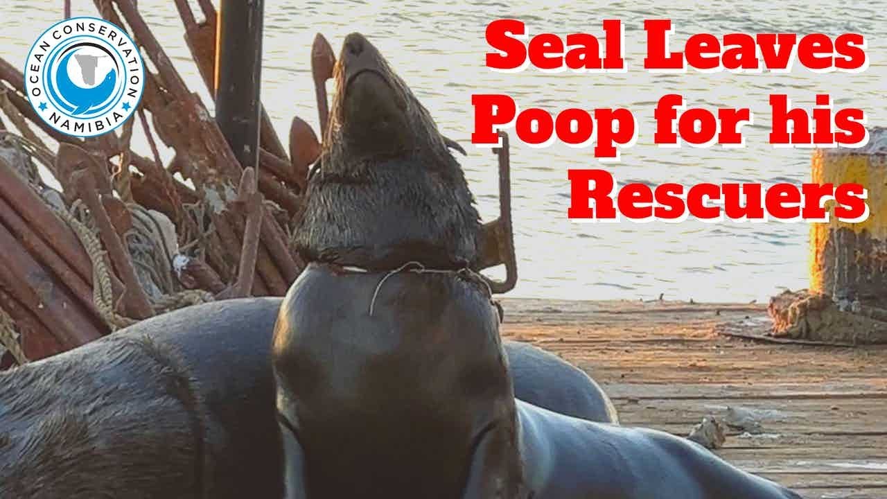 Seal Leaves Poop for his Rescuers - YouTube