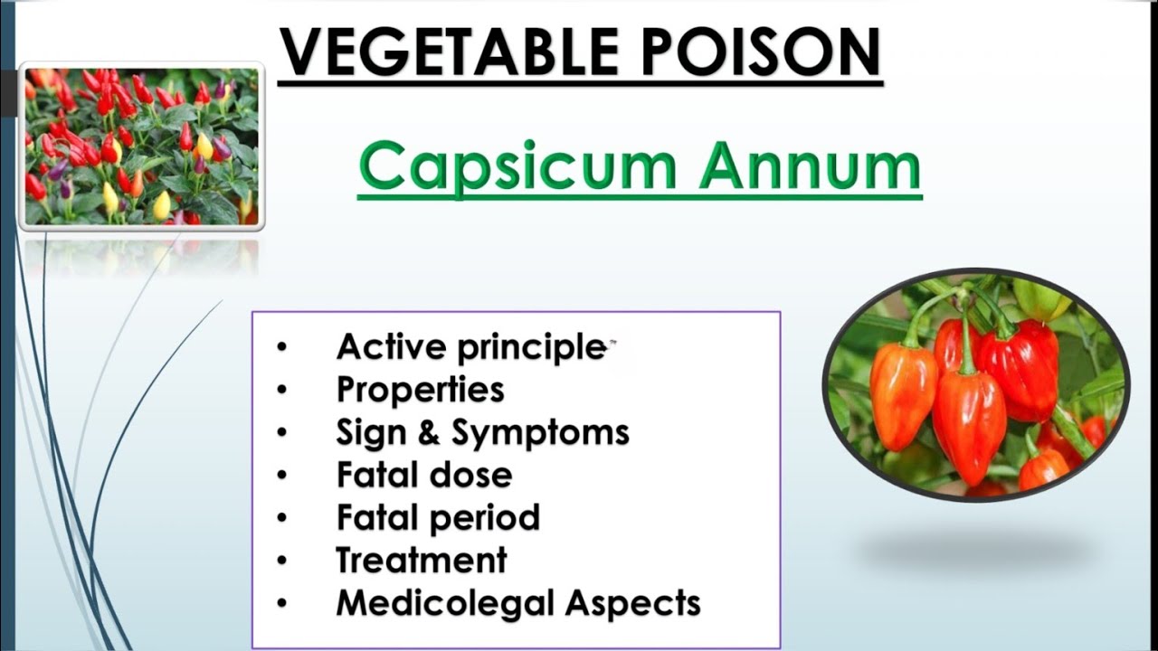 Capsicum Annum || Vegetable Poison| Forensic Toxicology Lecture - YouTube