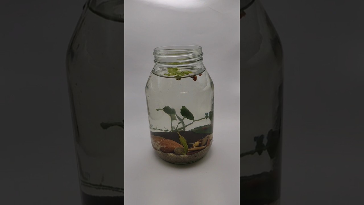 aquarium jar #aquarium #snail #plantedtank #aquascape #ecosystem - YouTube