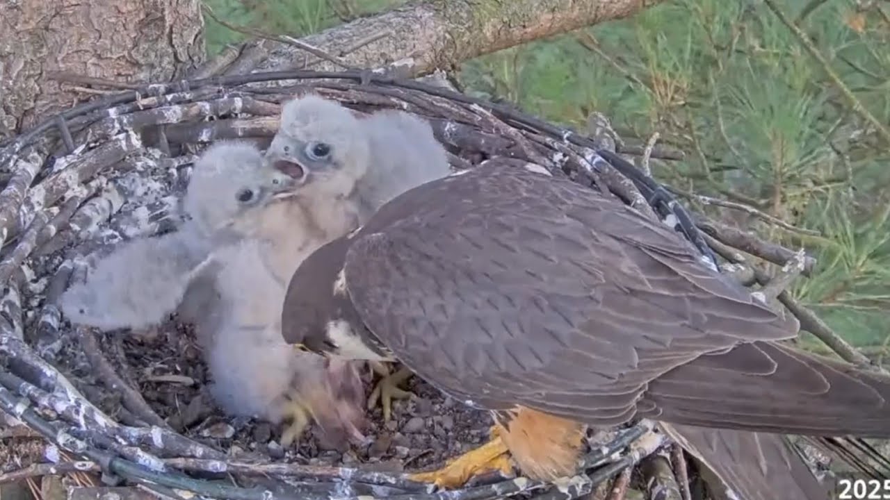 Big chick bite small chicks beak | Southern UK Hobby | Jul 31, 2025 ...