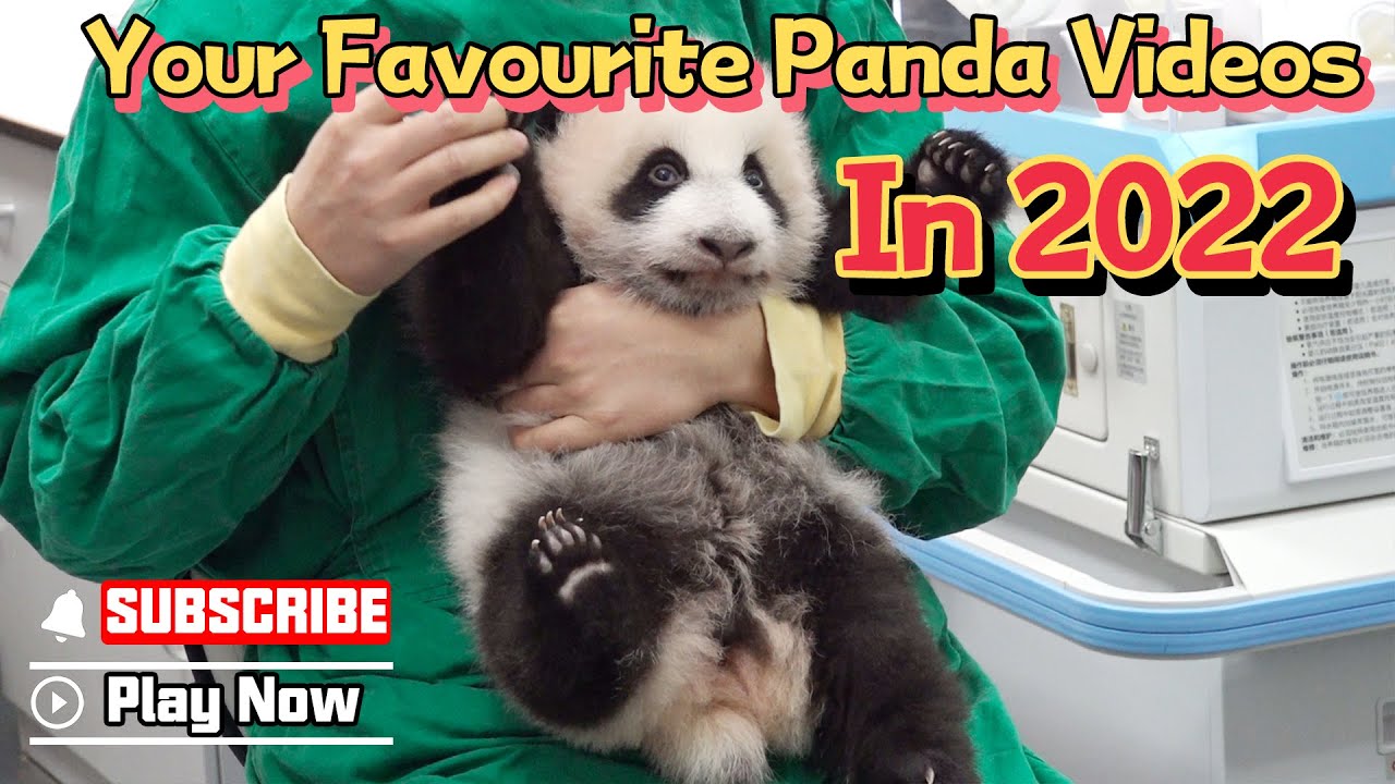 Most Popular Panda Videos Of CCRCGP In 2022 On iPanda | iPanda - YouTube
