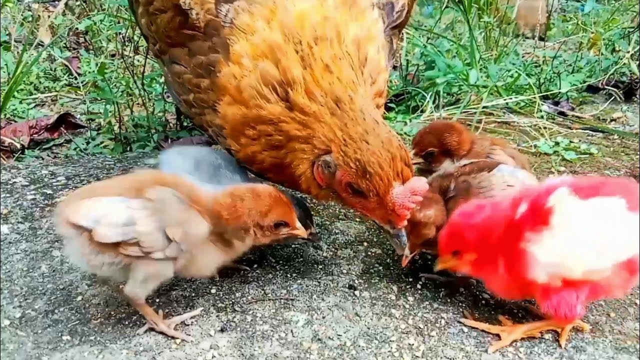 MENANGKAP ANAK AYAM WARNA WARNI,AYAM KAMPUNG,KELINCI IMUT,BEBEK LUCU ...