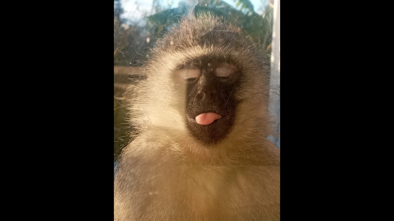 How Monkey Nellie Washes The Window #monkey #shorts #funnymonkey # ...
