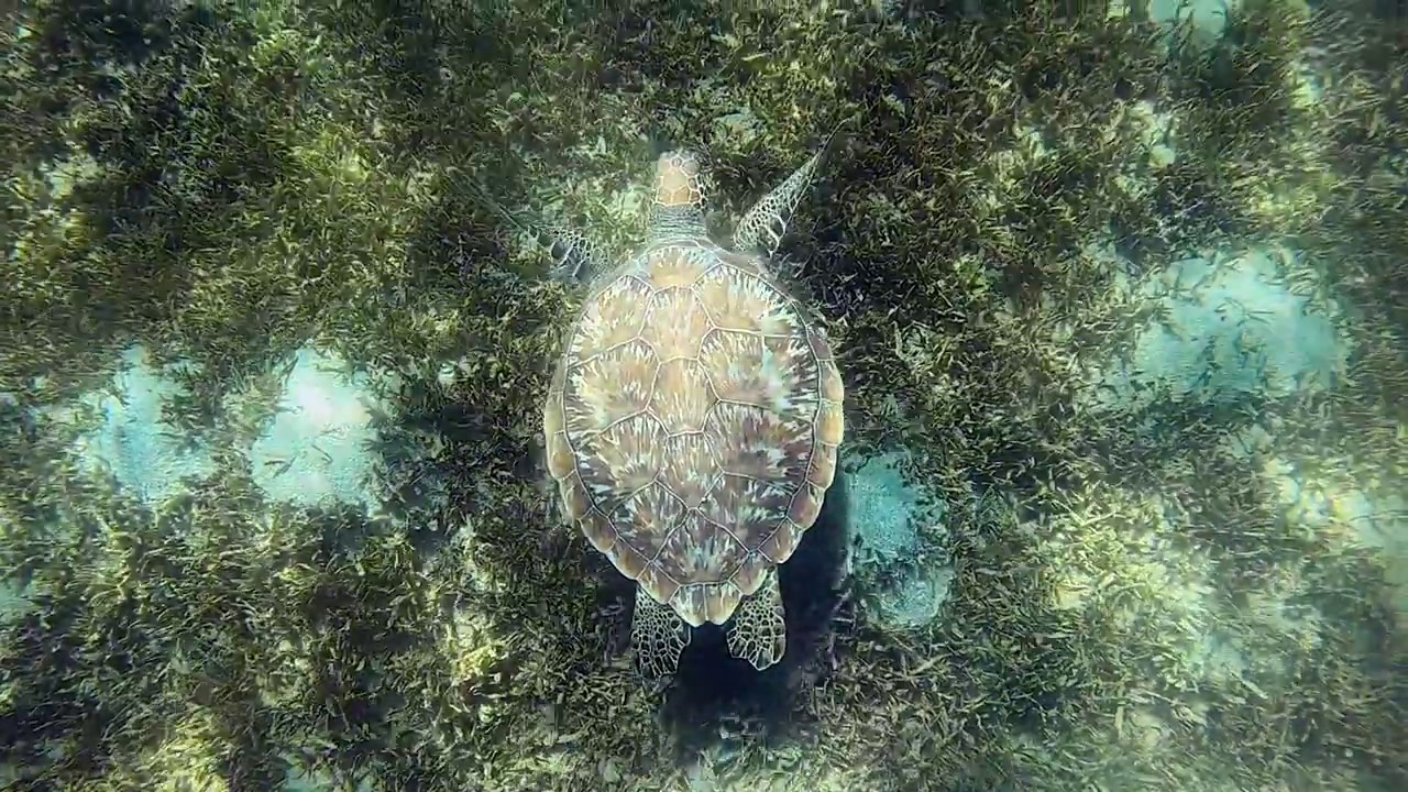 Touch the TURTLES and you'll go to JAIL - YouTube