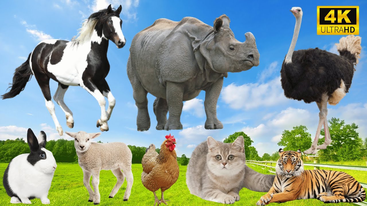 Relax with Animal Sounds: Horse, Rhinoceros, Ostrich, Rabbit, Sheep ...