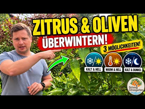 3 Wege, Zitruspflanzen sicher durch den Winter zu bringen ❄️🍋
