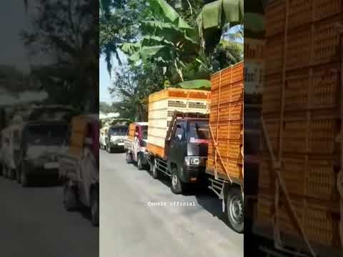 Antrian mobil pengangkut ayam - YouTube