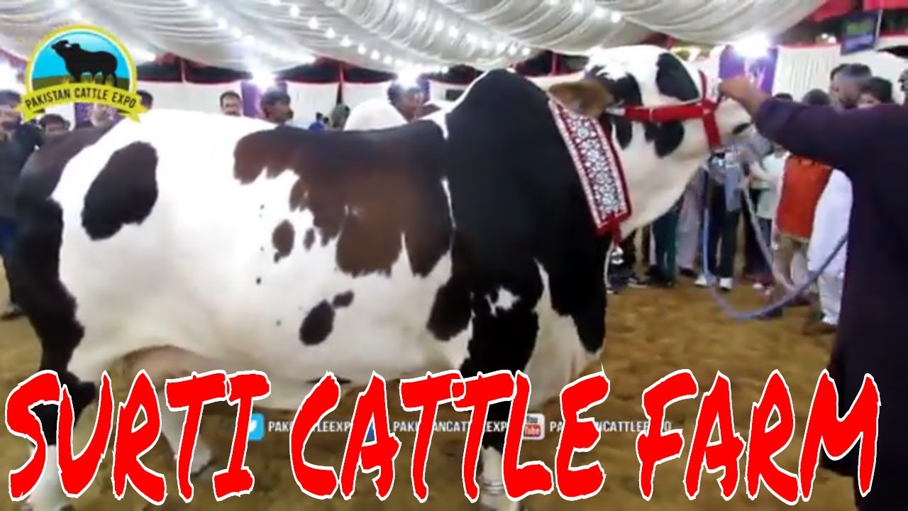 SURTI CATTLE FARM OPENING 2018-2019 BEAUTIFULL AND BIGGEST BULL FOR ...