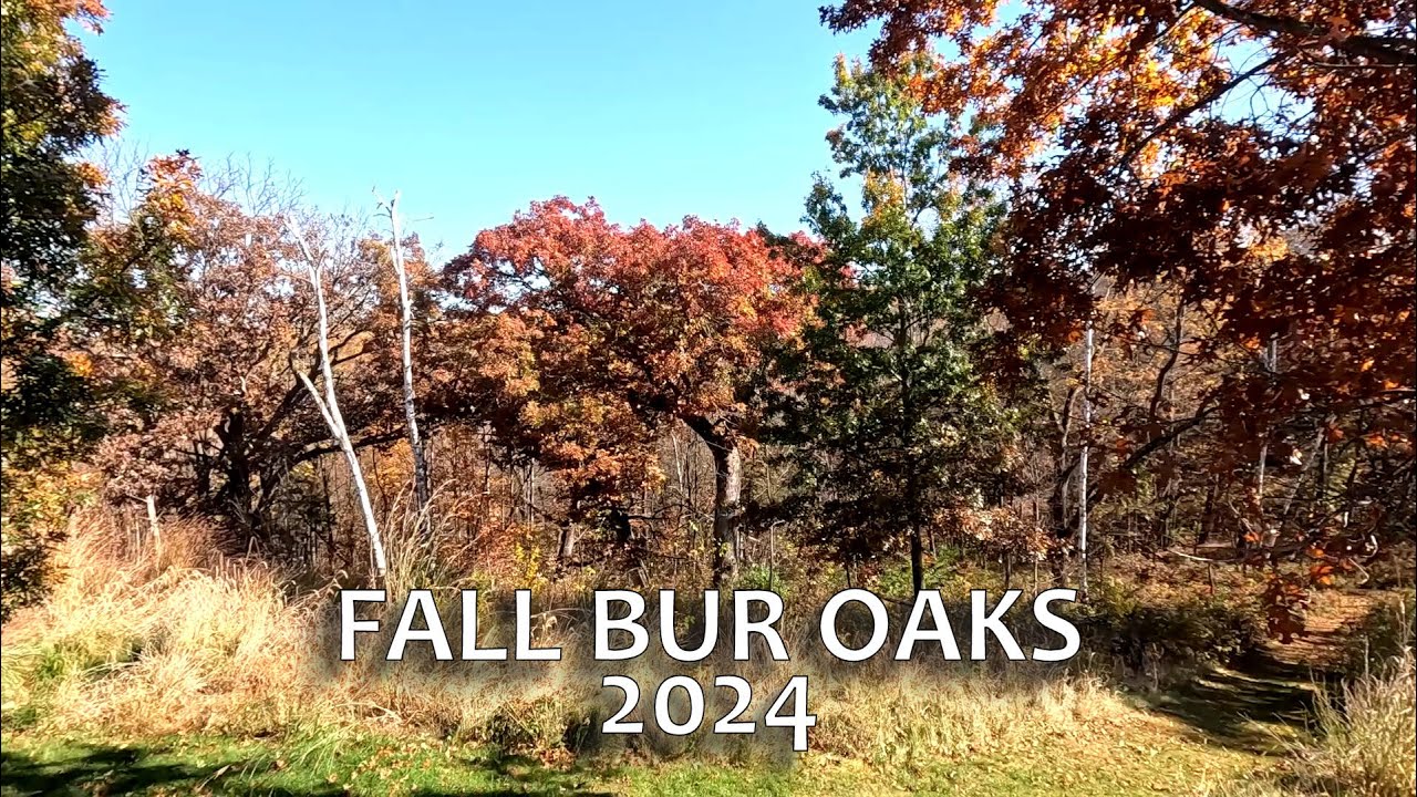 Fall Look at the Bur Oaks (Including Saplings) and Collecting Acorns ...