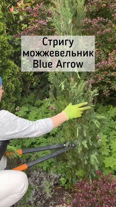 Как сделать можжевельник Blue Arrow стройным? Формирую тонкий ствол ...