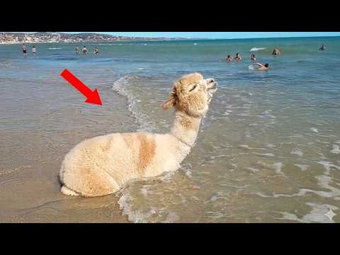 Hilarious Animals Who Are Absolutely Obsessed With Water 😂