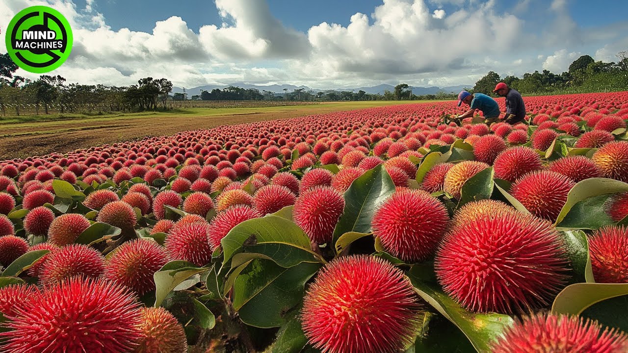 The Most Modern Agriculture Machines That Are At Another Level, How To ...