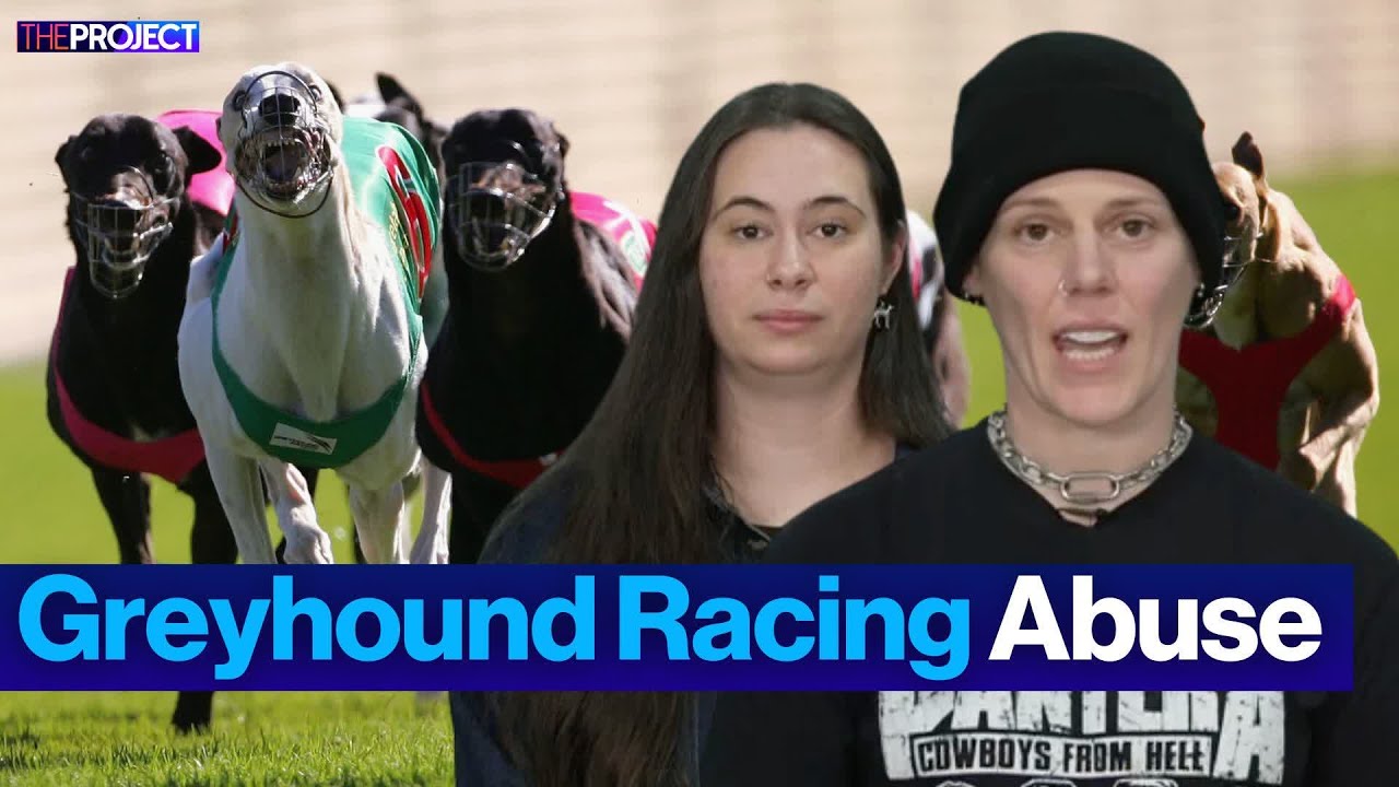 Allegations of Widespread Animal Abuse in Greyhound Industry - YouTube