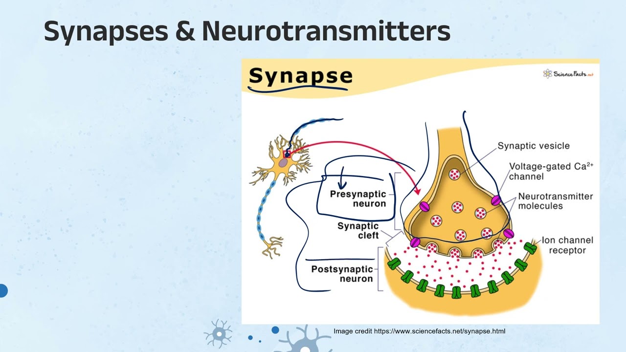 Neuron Signaling