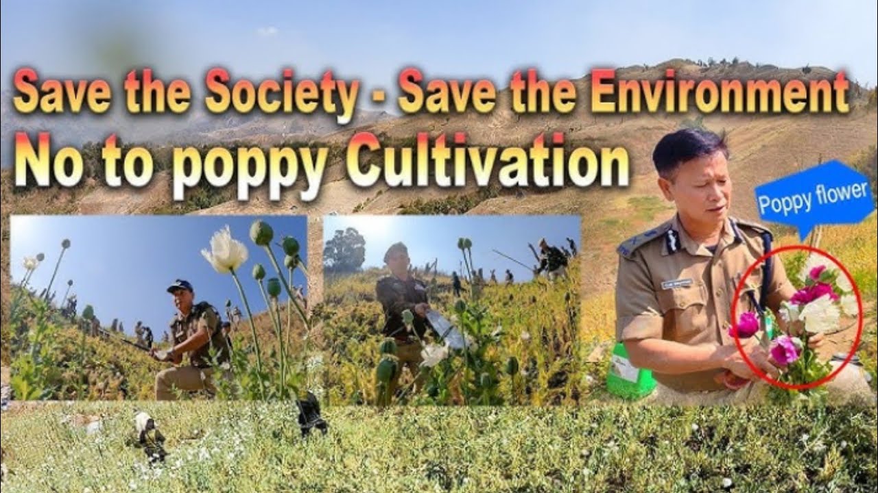 POPPY CULTIVATION IN MANIPUR - YouTube