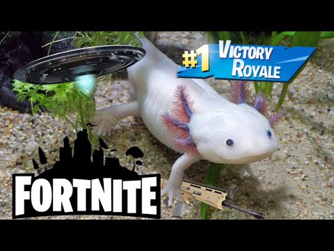 Axolotl wins a match of fortnite - fortnite with the boys part 1 - YouTube