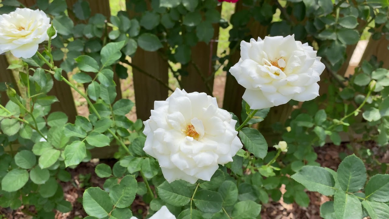 Rose - Don Juan and Moondance - YouTube