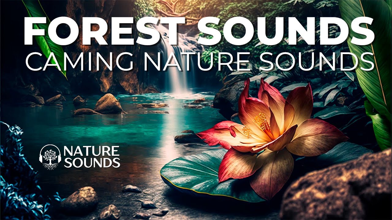 Nature Sounds Forest Sounds Water Sounds Relaxing Water Caming Nature ...