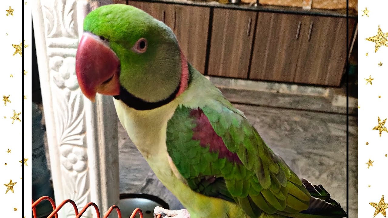 Fluffy Parrot , Rio the talking parrot 🦜🐦 - YouTube