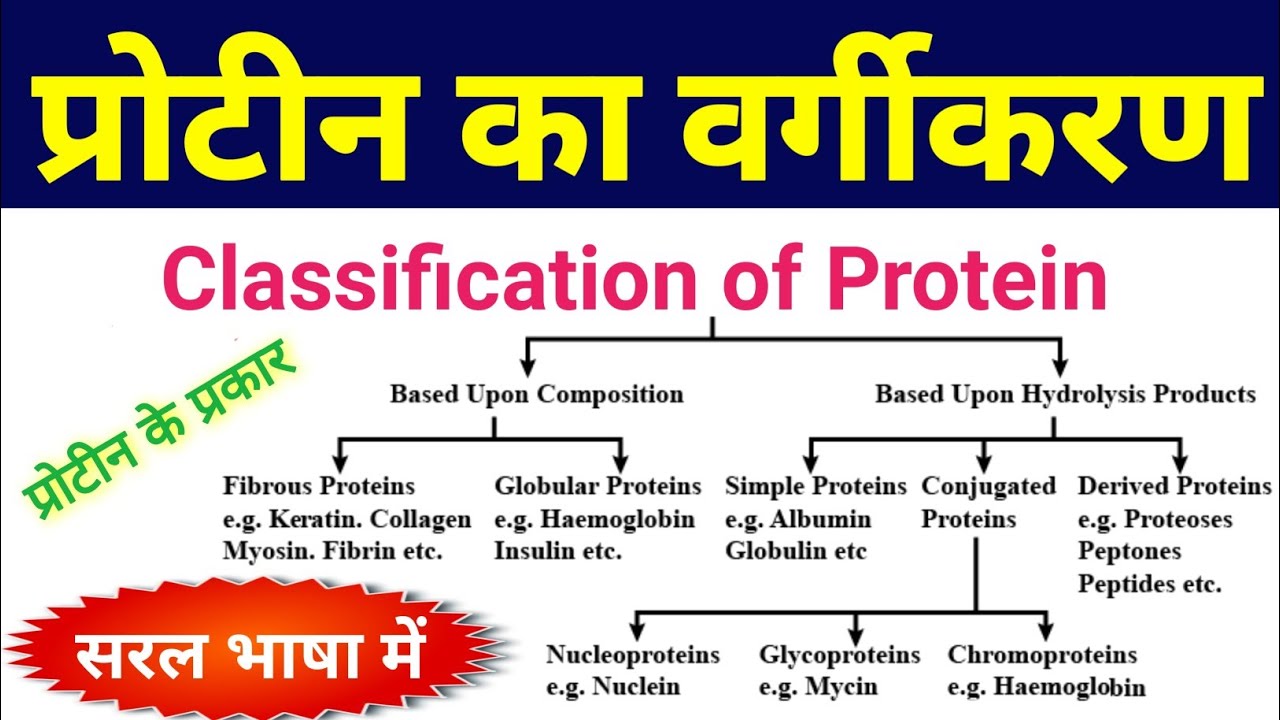प्रोटीन का वर्गीकरण | Classification of protein | types of protein in ...