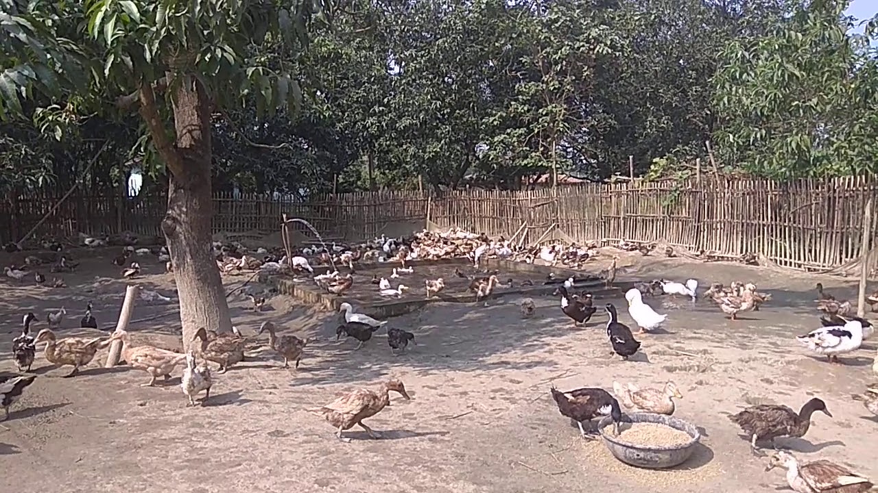 Duck Farm in Nepal - YouTube