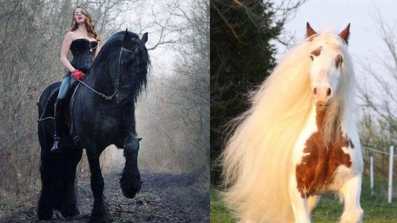 Most Beautiful girls Horse riding #33 #horse #cutehorse #horselover ...