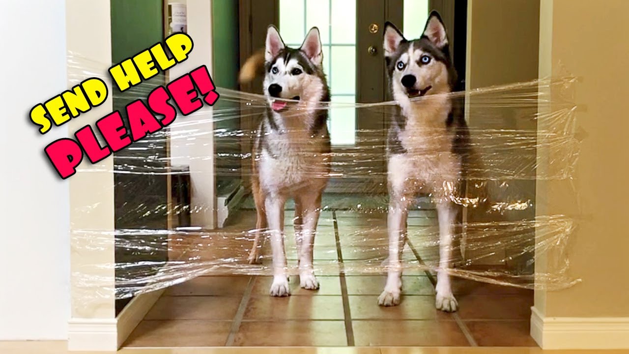 My Dogs Reaction To The Invisible Challenge! [Male V Female] - YouTube