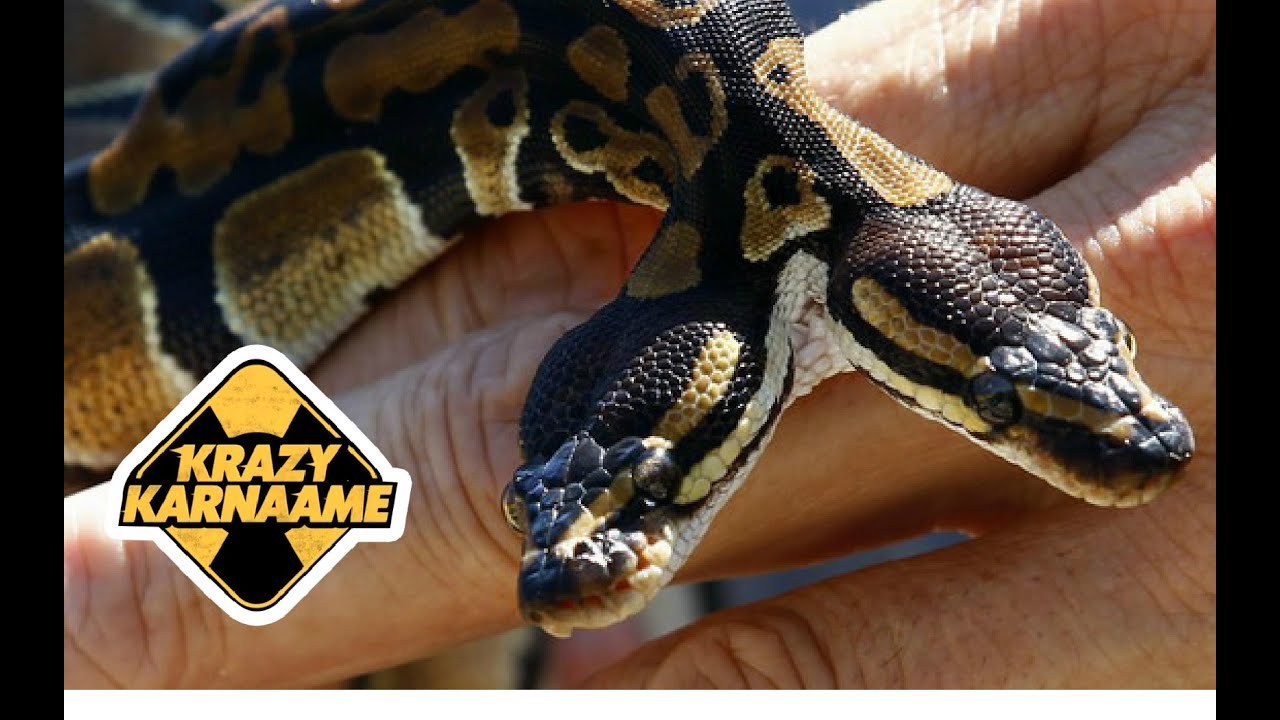 Ajgar Ek, Dimaag Do!! Kamaal! - YouTube