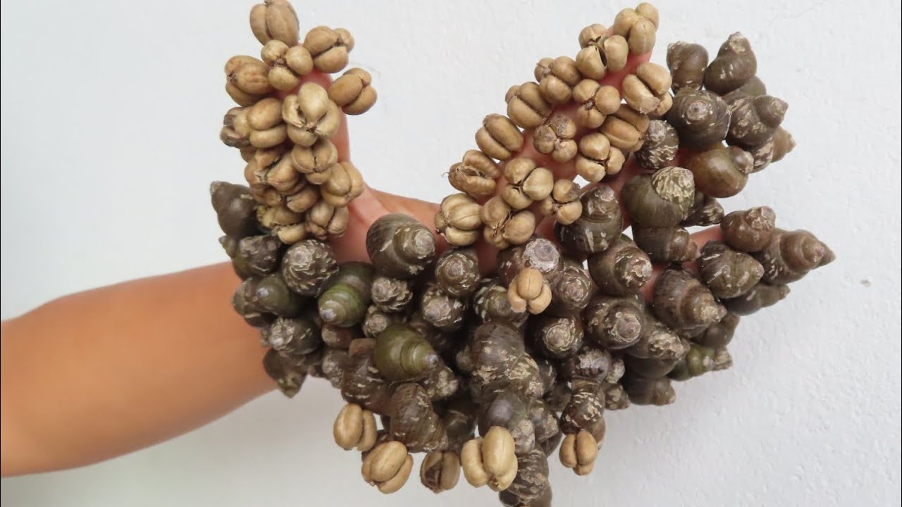 OMG How To Remove Big Ticks Style On Hand Woman Designed From Snail Shells And Plant Seeds omg-how-to-remove-big-ticks-style-on-hand-woman-designed-from-snail-shells-and-plant-seeds