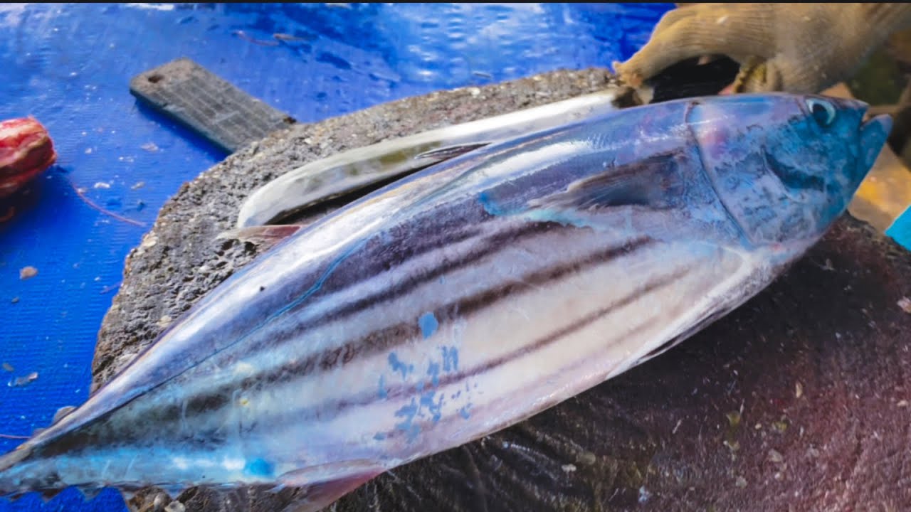fish cutting,fish cutting video,fish cutting skills,tuna fish cutting ...