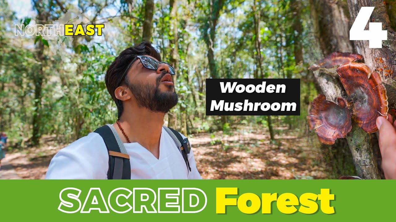 Mawphlang Sacred Forest of Meghalaya | #60daysofnortheastindia | EP 3 ...