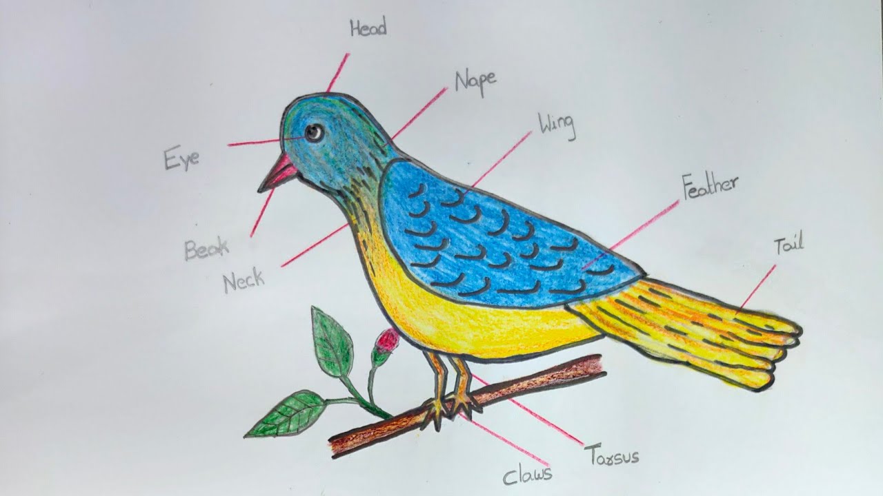 Parts of a Birds Body Drawing - YouTube
