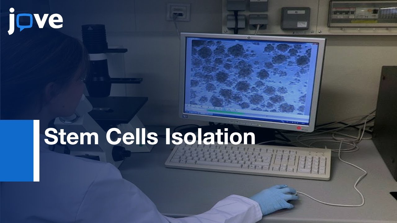 Naive Adult Stem Cells Isolation From Primary Human Fibroblast Cultures ...