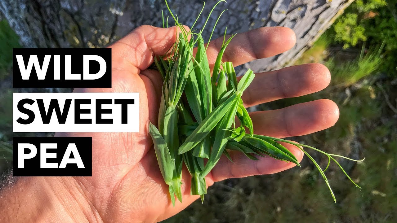 Wild Sweet Pea