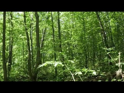 Moving Through The Forest Stock Video - YouTube
