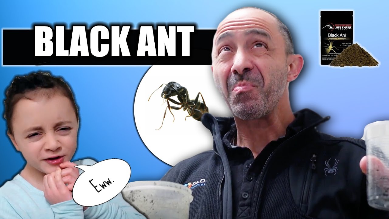 Benefits of Black Ant Powder Supplement | 3-Day Black Ant Challenge ...