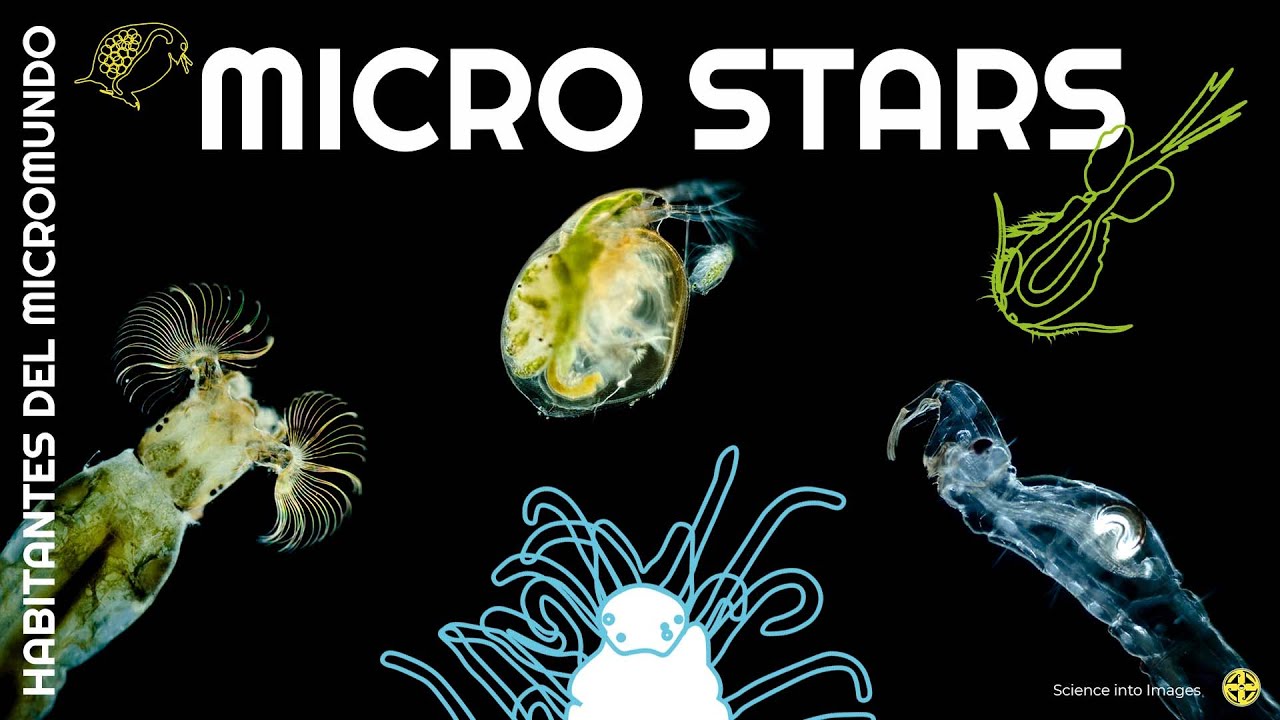 Micro Stars - HABITANTES DEL MICROMUNDO - YouTube