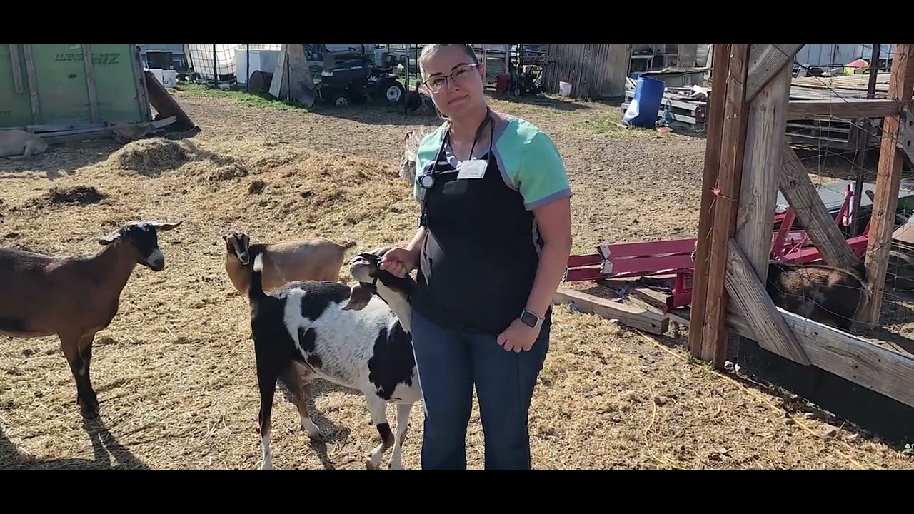 Applying small ruminant (goat) halter - YouTube