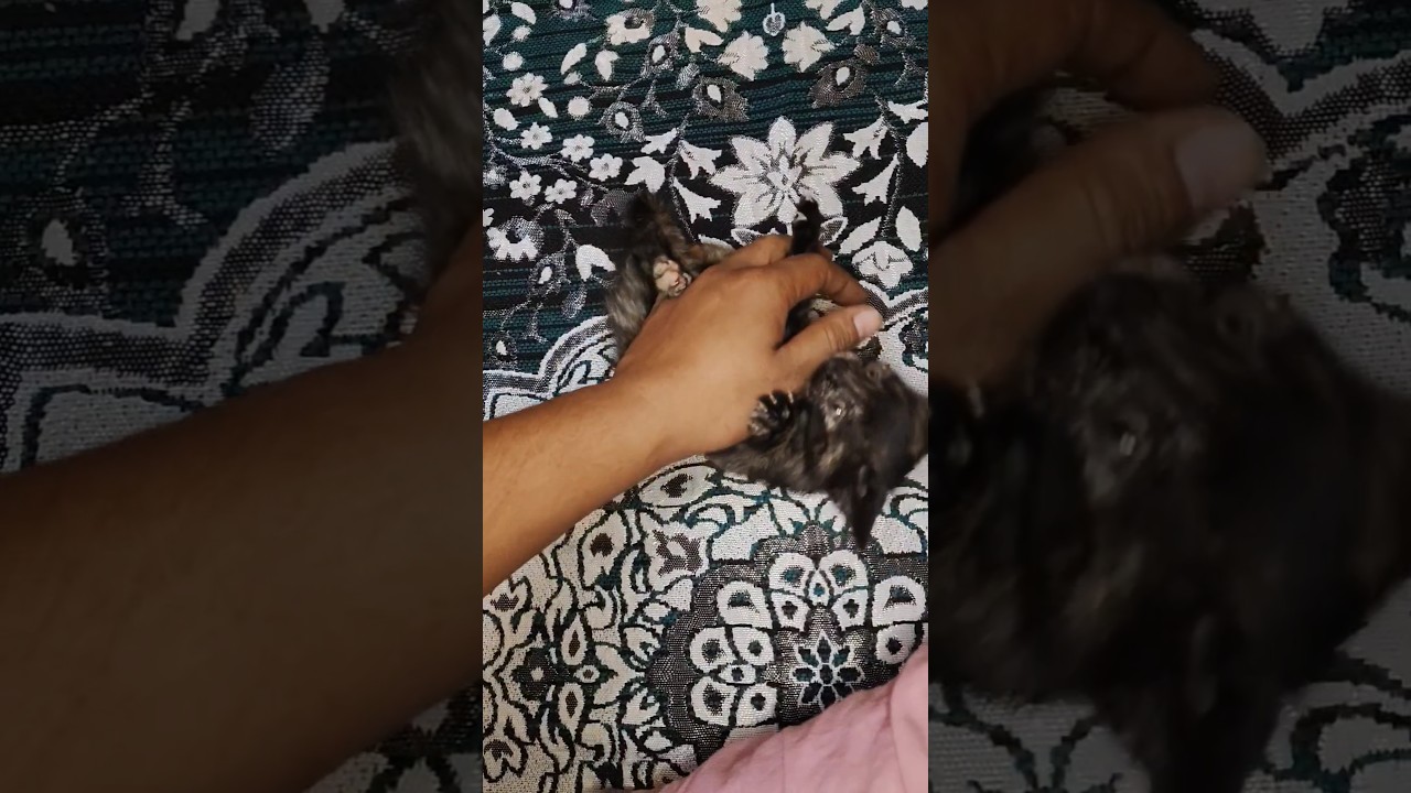 MEET MY NEW FAMILY MEMBER 'Shailen' #kitten #catlover #animallover #kittenvideos #pets # ...