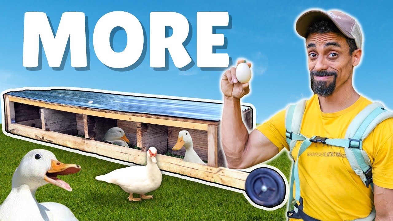 More EGGS With This Super EASY DIY Build | DUCK Boxes - YouTube