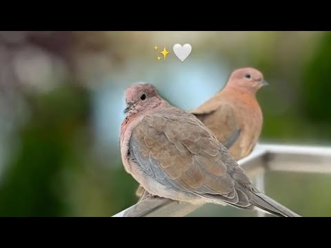 Zaroo official is live on ♥️ welcome to my live everyone - YouTube