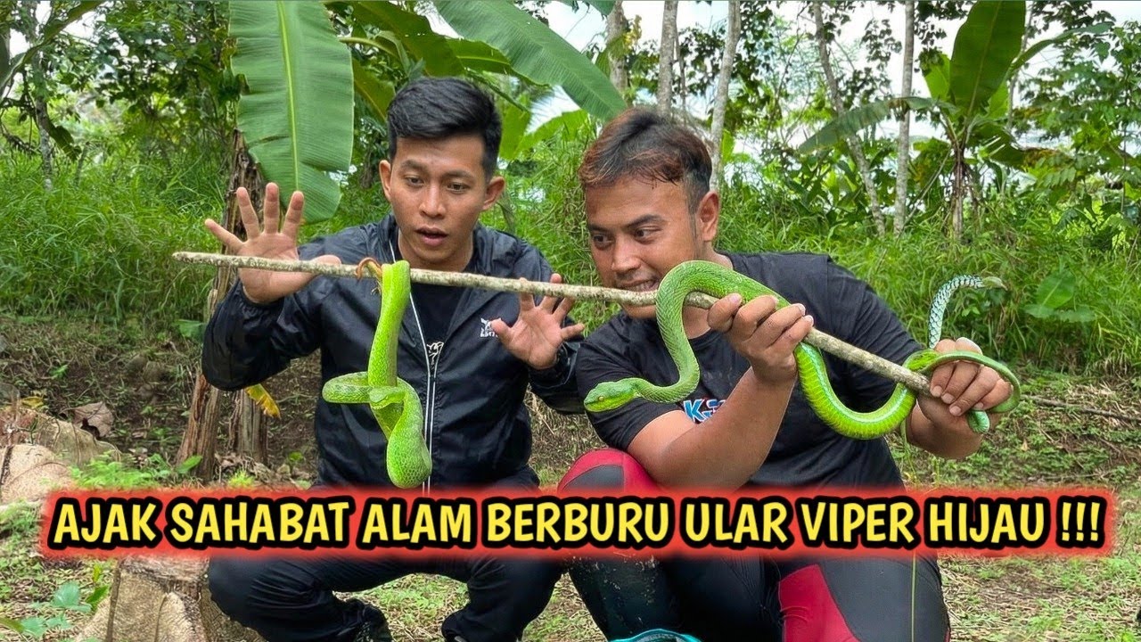 “Ajak Sahabat Alam: Akhirnya Ketemu Viper Hijau Liar di Dalam Hutan ...