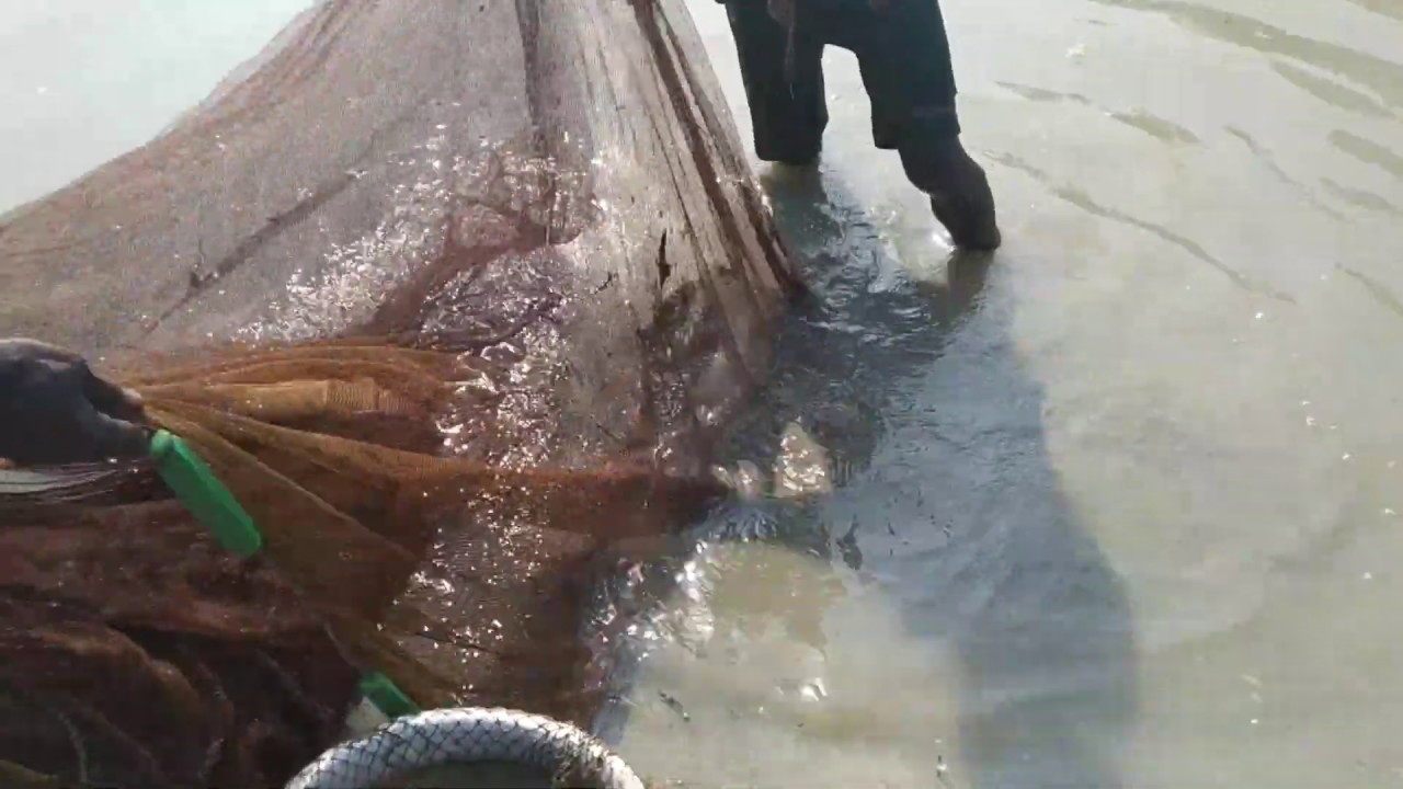 Best fishing in River / net fishing - YouTube