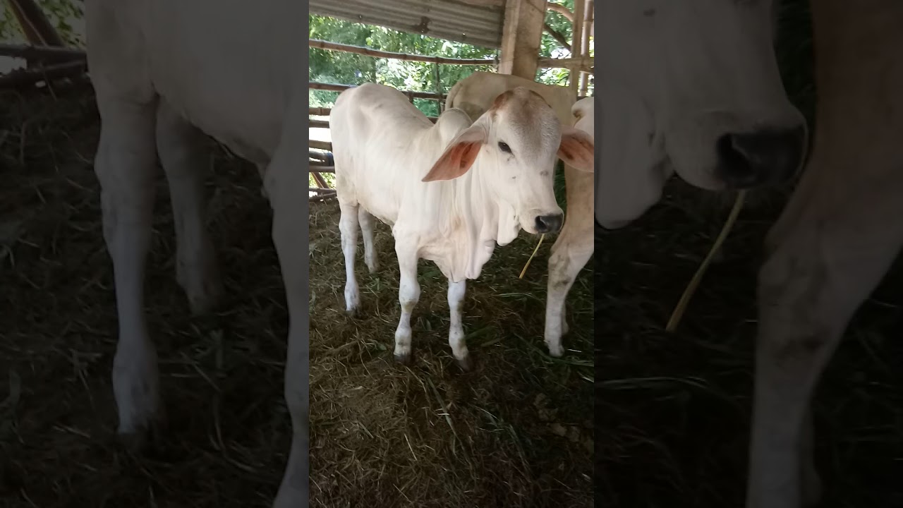 🐄Quality Cow/baka for Sale by Jim's Cattle. Pangasinan location ...