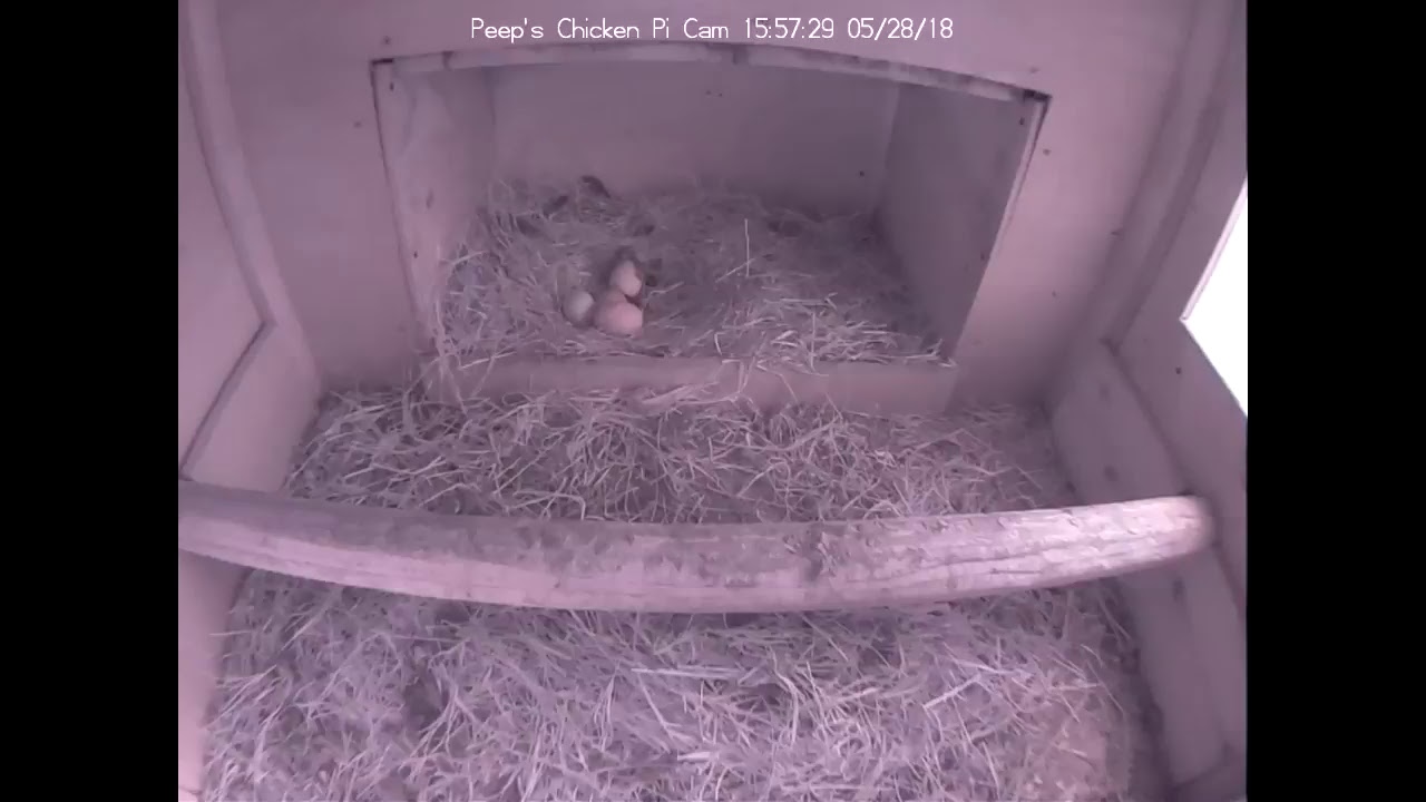 Peep's Chicken Pi Cam Live Stream - YouTube