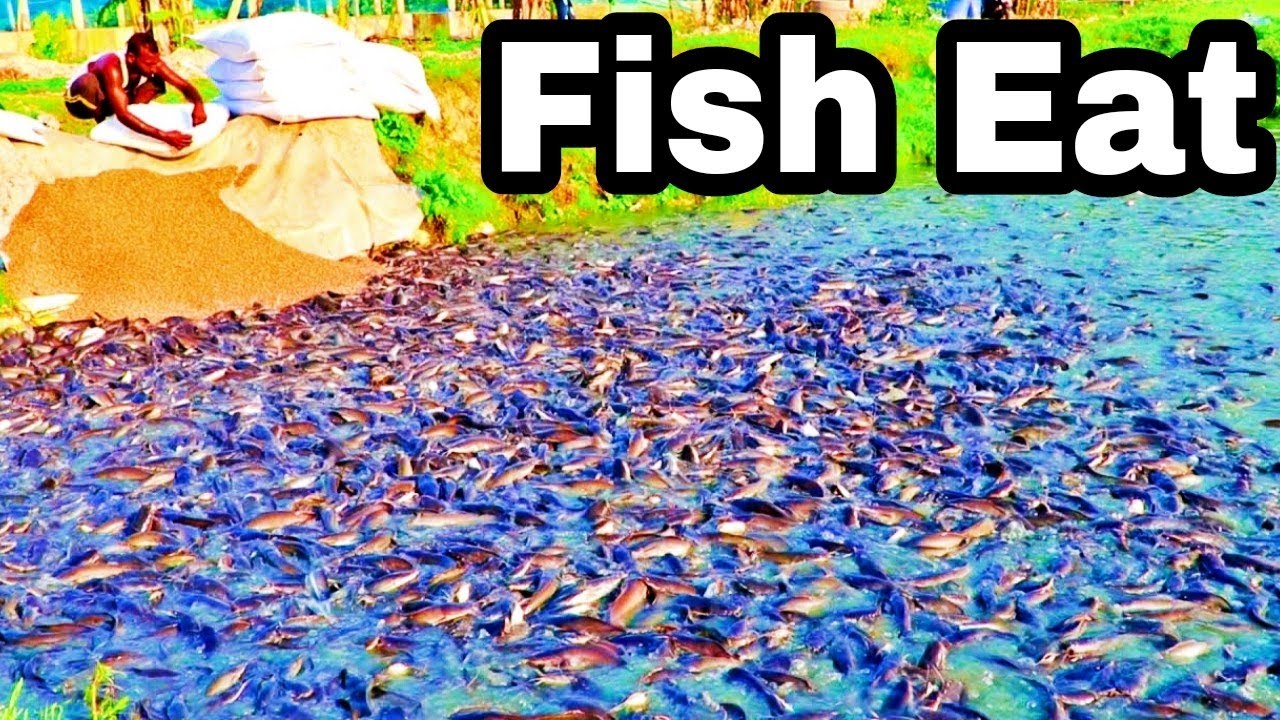 Hybrid Magur Fish Farming Business | Million Of Hybrid magur Eating ...