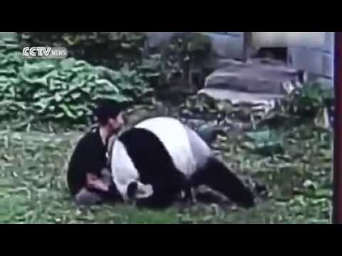 Panda attacks intruder in Nanchang - YouTube